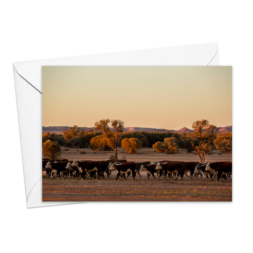 Cattle at Arckaringa Station greeting card – Kim Storey Photographer