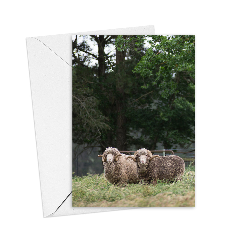 Merino Rams Greeting Card – Kim Storey Photographer